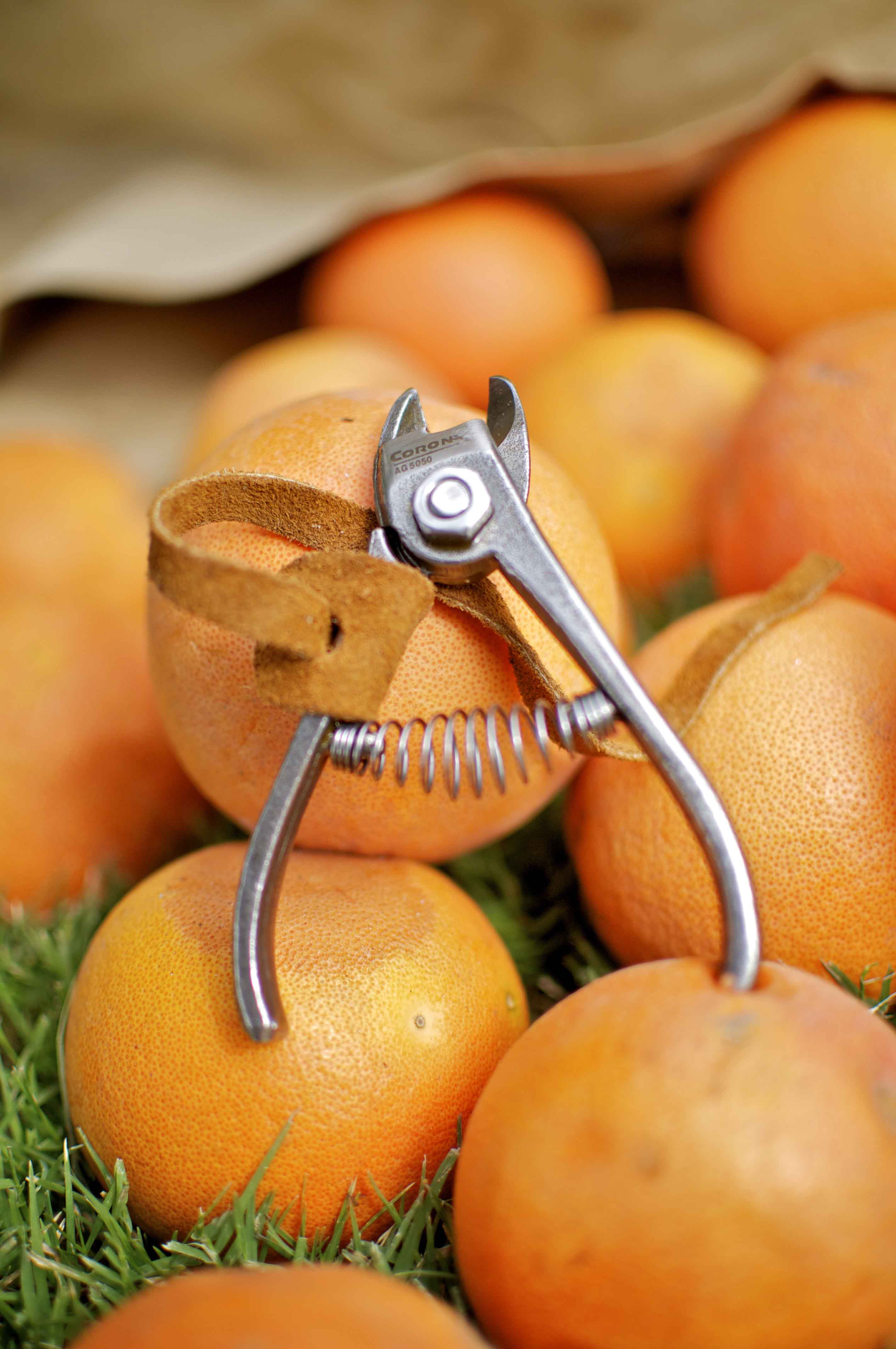 Orange Shears Anvil