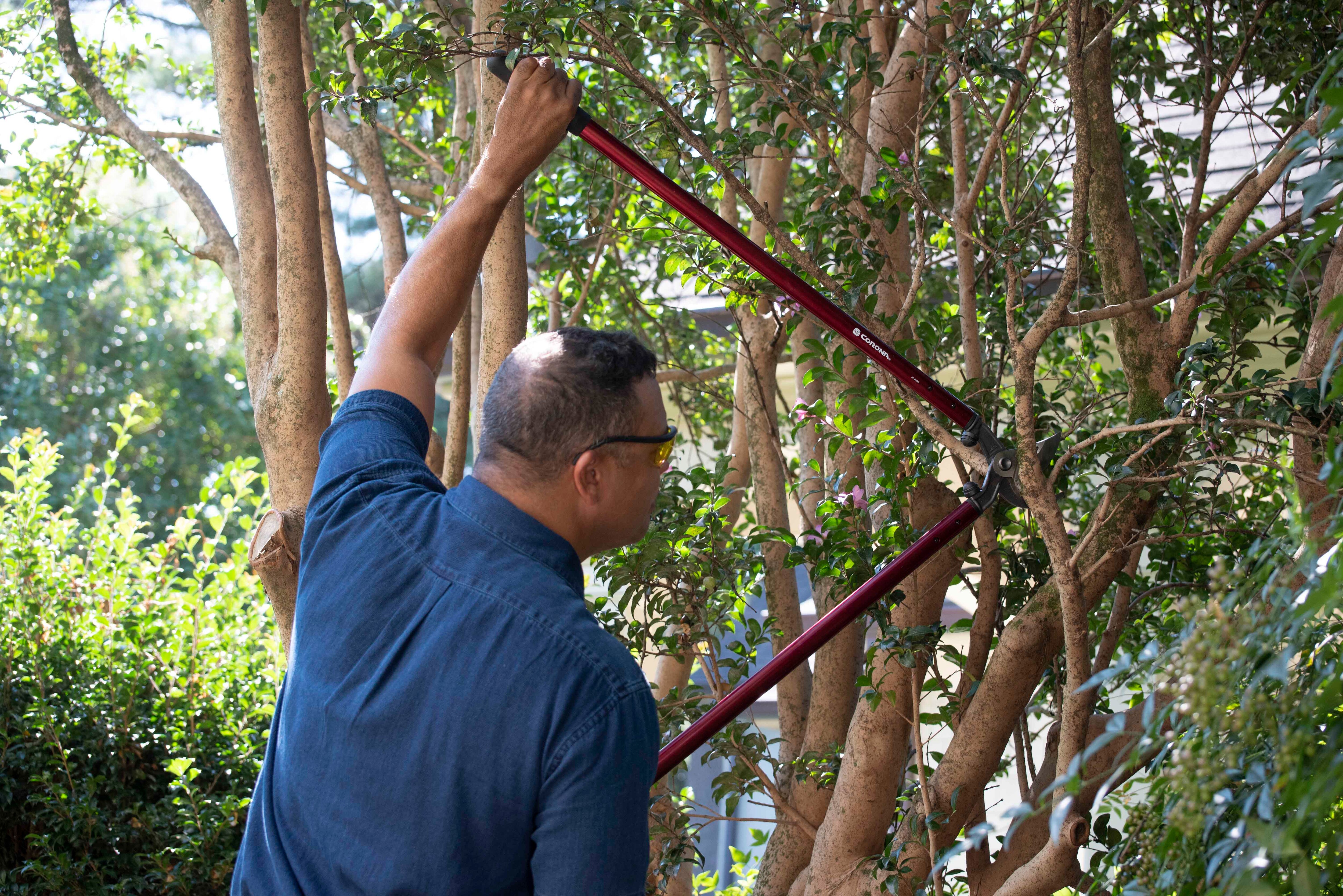 High-Performance Orchard Loppe