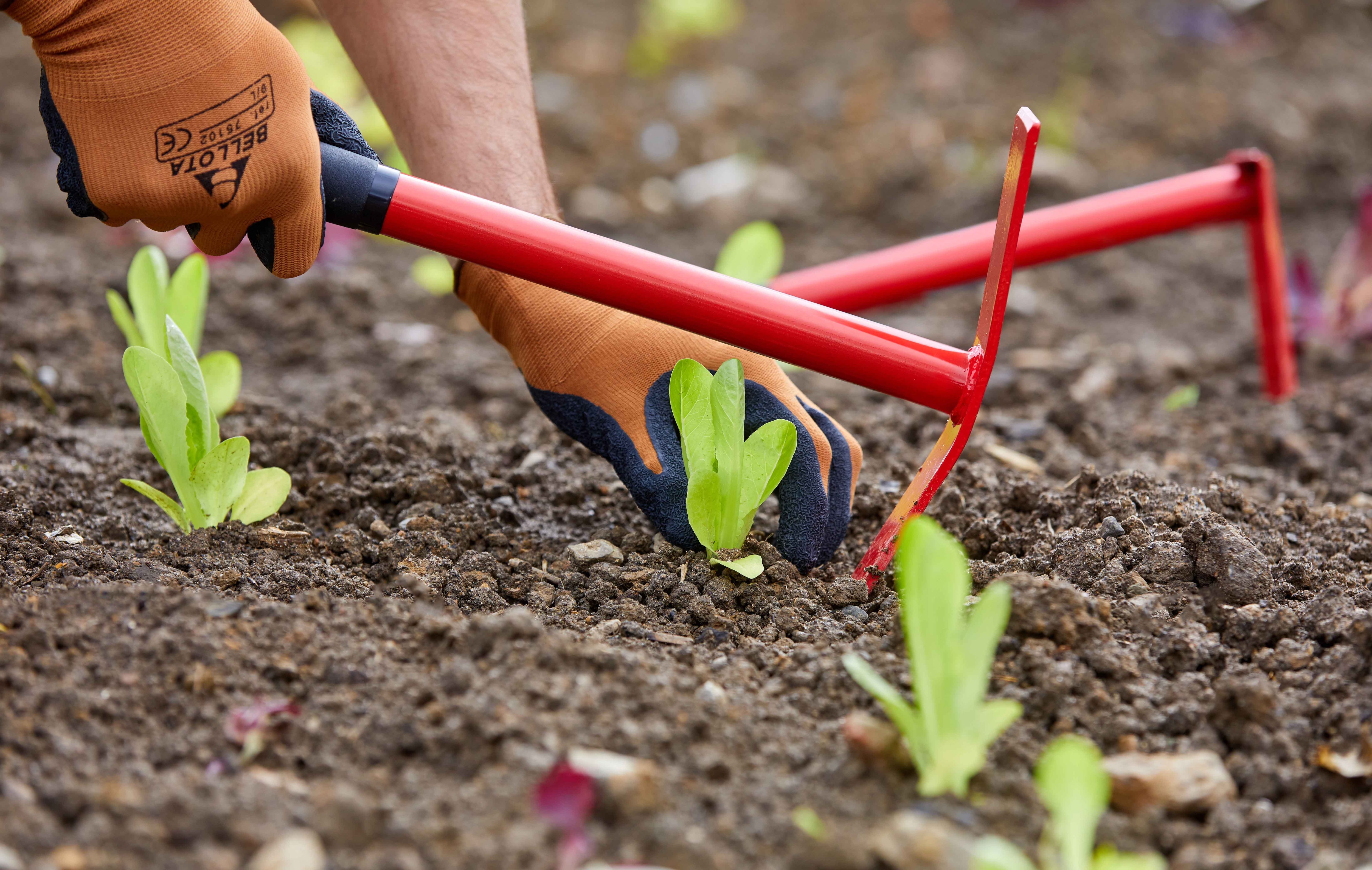 Planting Mattock